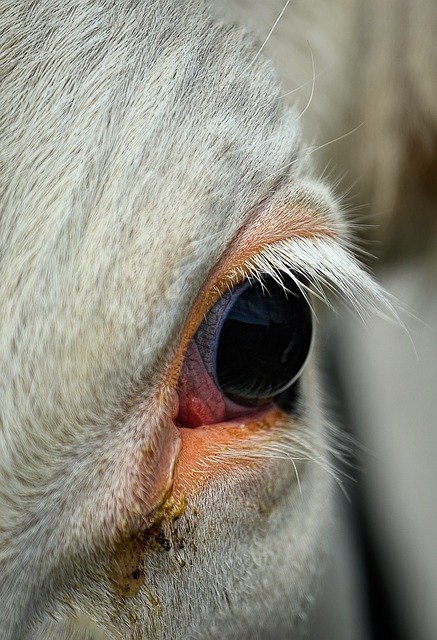 Cow Eye Eyelashes - Free photo on Pixabay - Pixabay