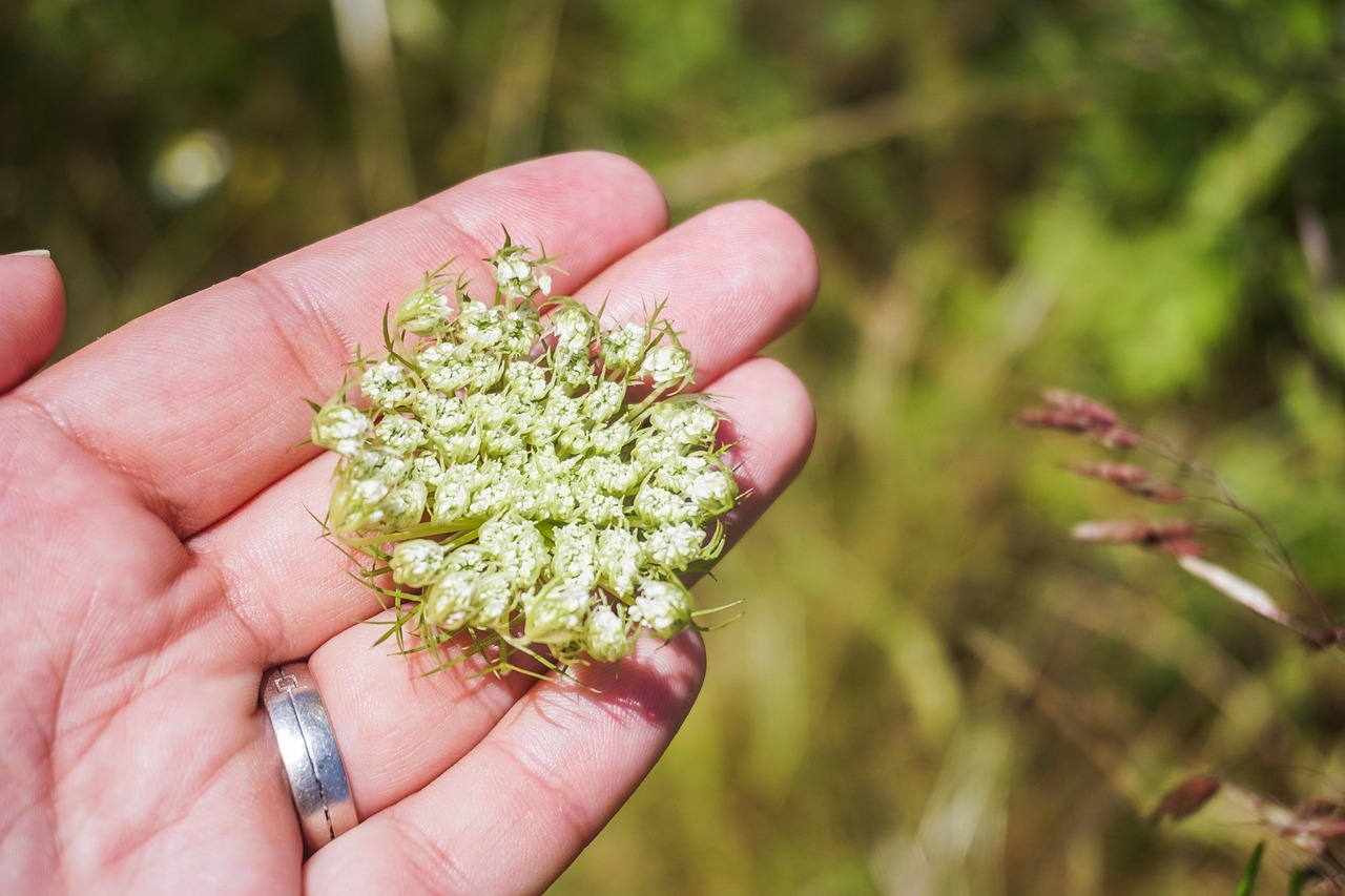 Wilde Blume In Der Hand Weiße - Kostenloses Foto auf Pixabay - Pixabay