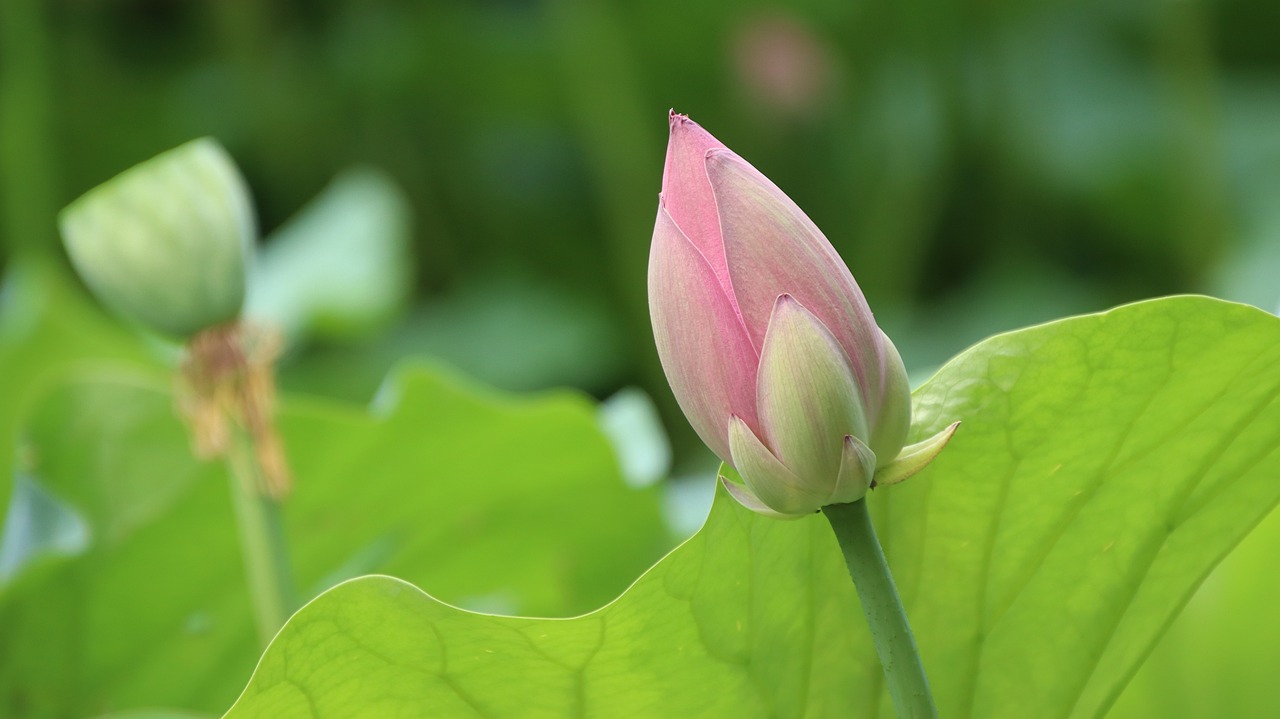 Lotus Fleur Bourgeon De - Photo gratuite sur Pixabay - Pixabay