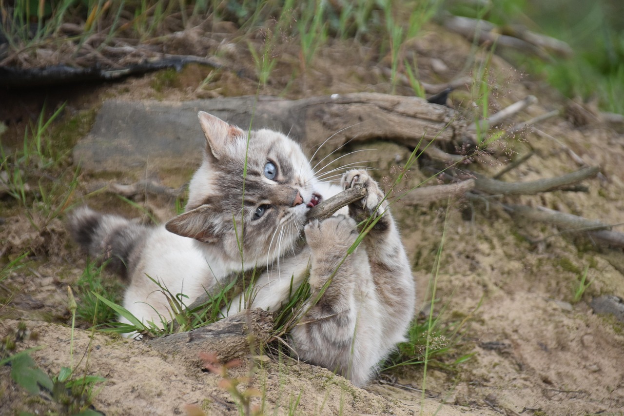 Cat Clinging To Branch Nature - Free photo on Pixabay - Pixabay