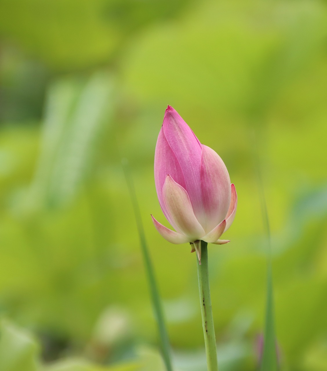Lotus Fleur Bourgeon De - Photo gratuite sur Pixabay - Pixabay