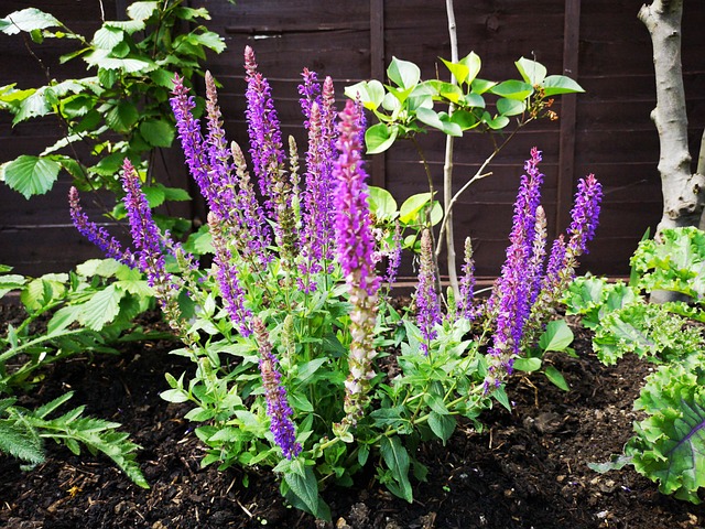 Salvia Ungu Bunga - Foto gratis di Pixabay - Pixabay
