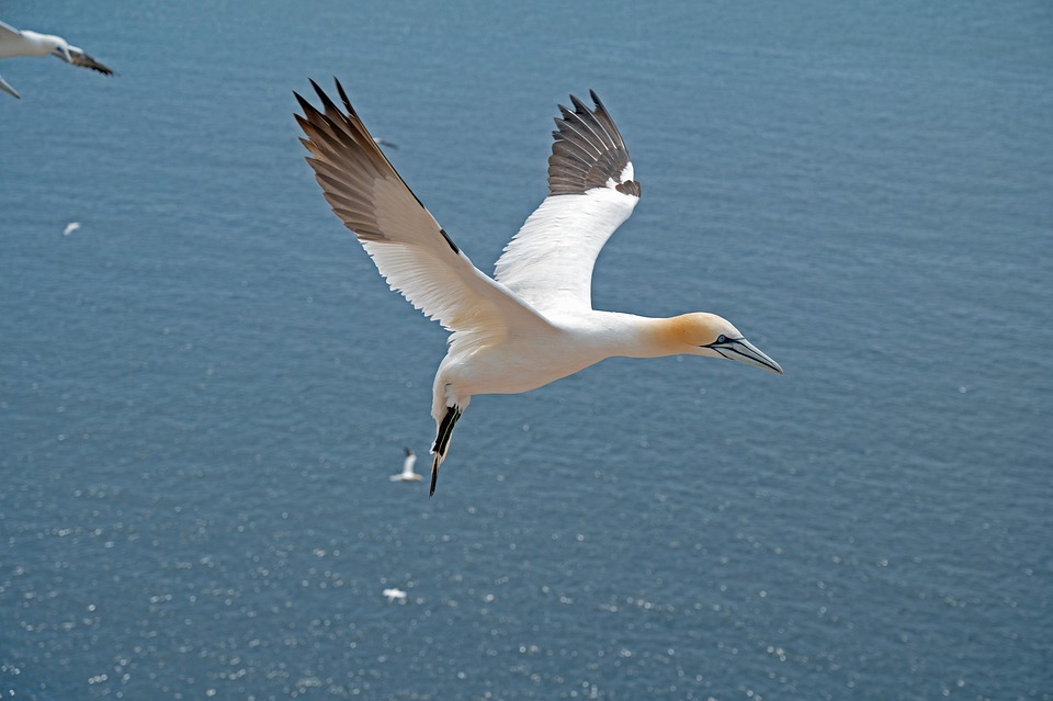 Northern Gannet Bird Flying - Free photo on Pixabay - Pixabay