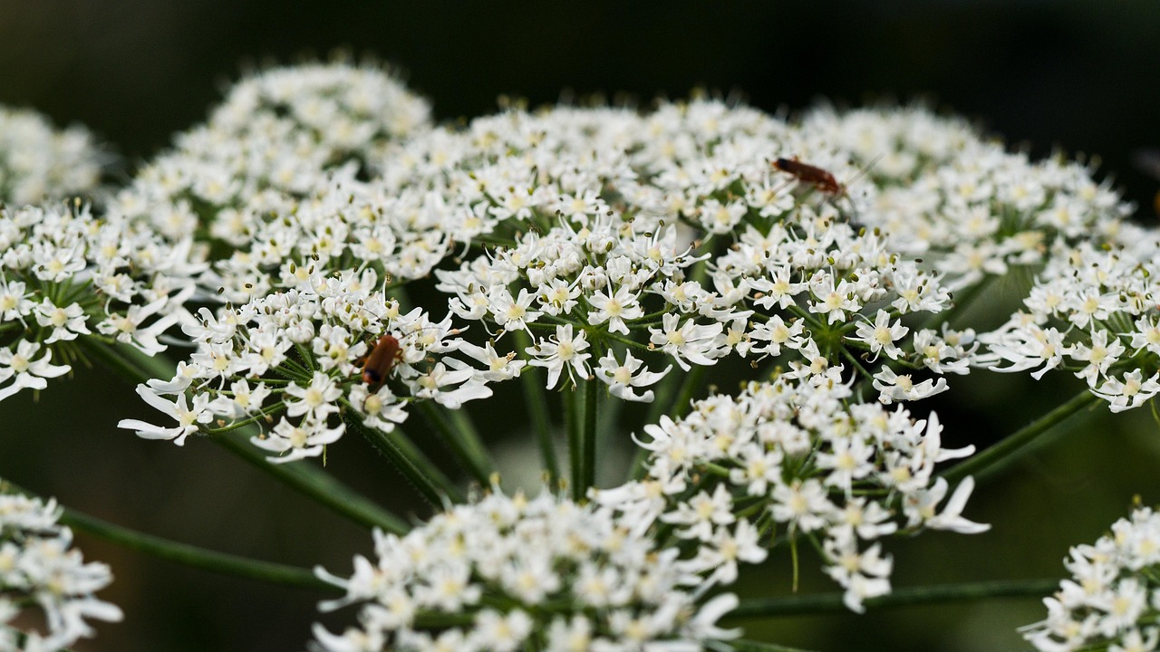 Plus de 700 images de Berce Du Caucase et de Nature - Pixabay