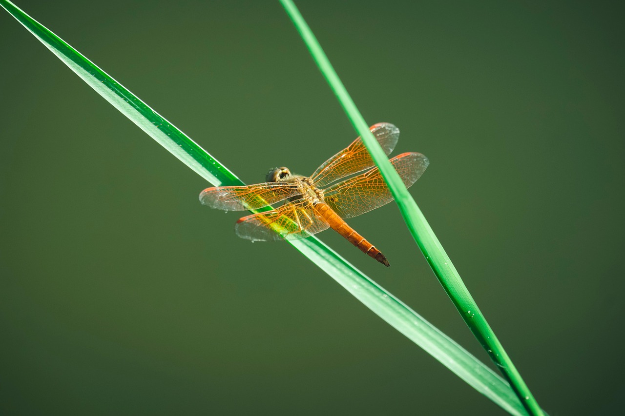 Dragonfly Insect Macro - Free photo on Pixabay - Pixabay