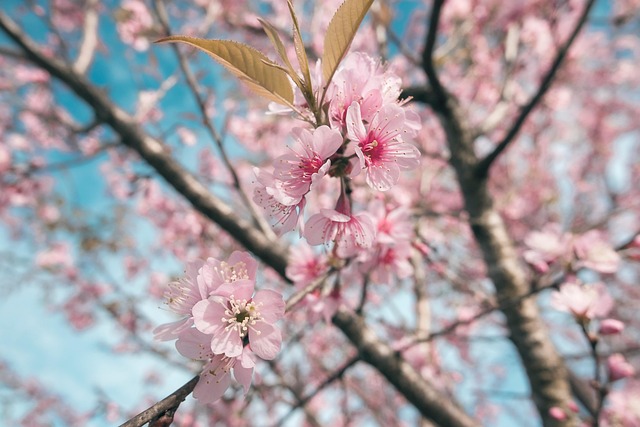 Flores De Durazno Pétalos - Foto gratis en Pixabay - Pixabay