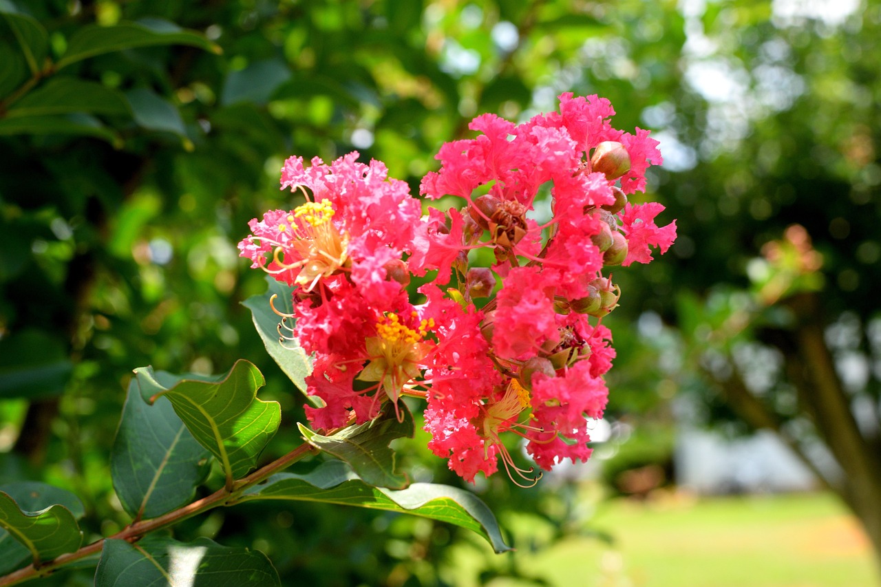 Bunga-Bunga Semak Pohon Daun - Foto gratis di Pixabay - Pixabay