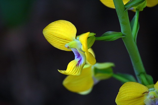 Anggrek Bunga Orchid Kuning - Foto gratis di Pixabay - Pixabay