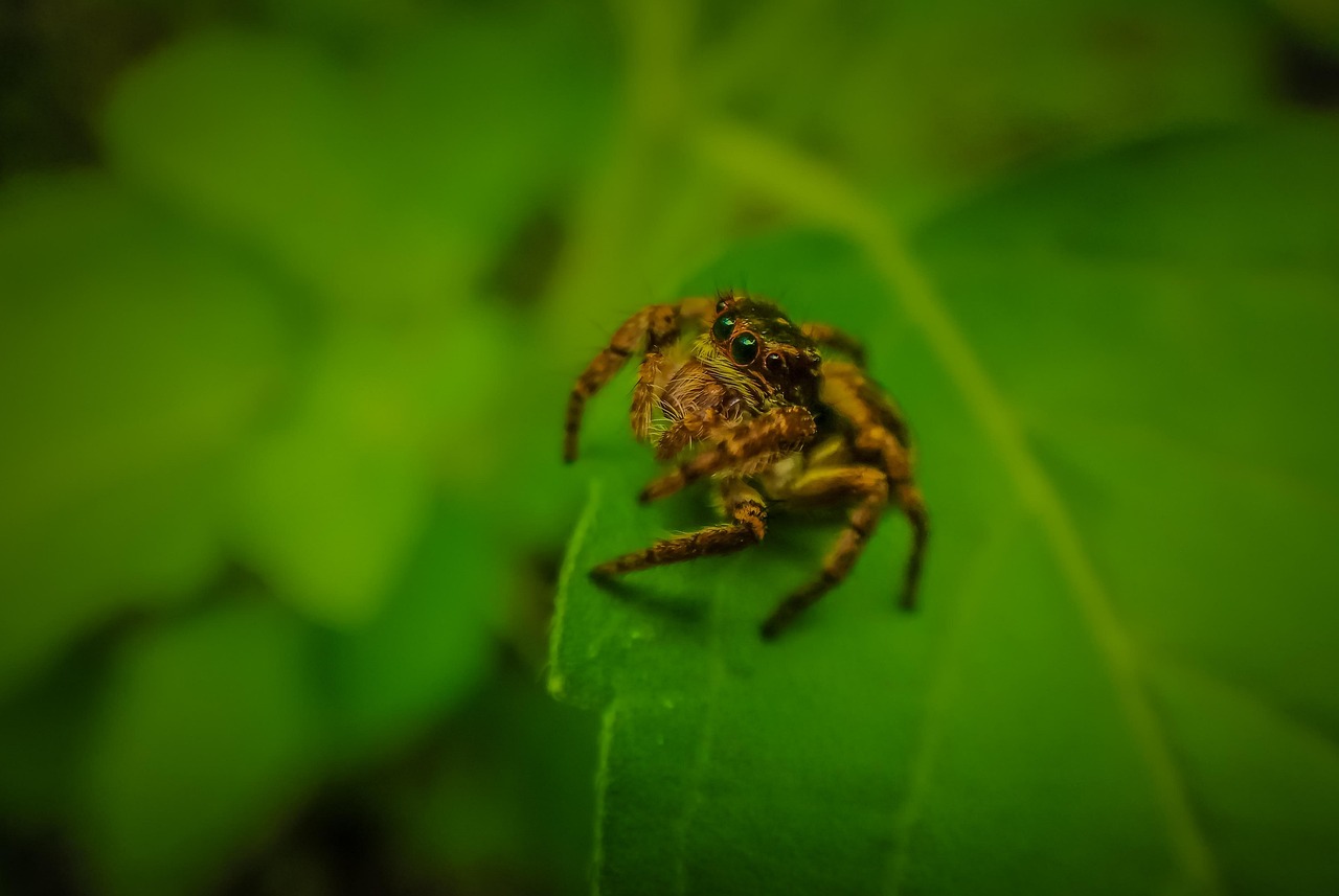 Spider Arachnid Insect - Free photo on Pixabay - Pixabay
