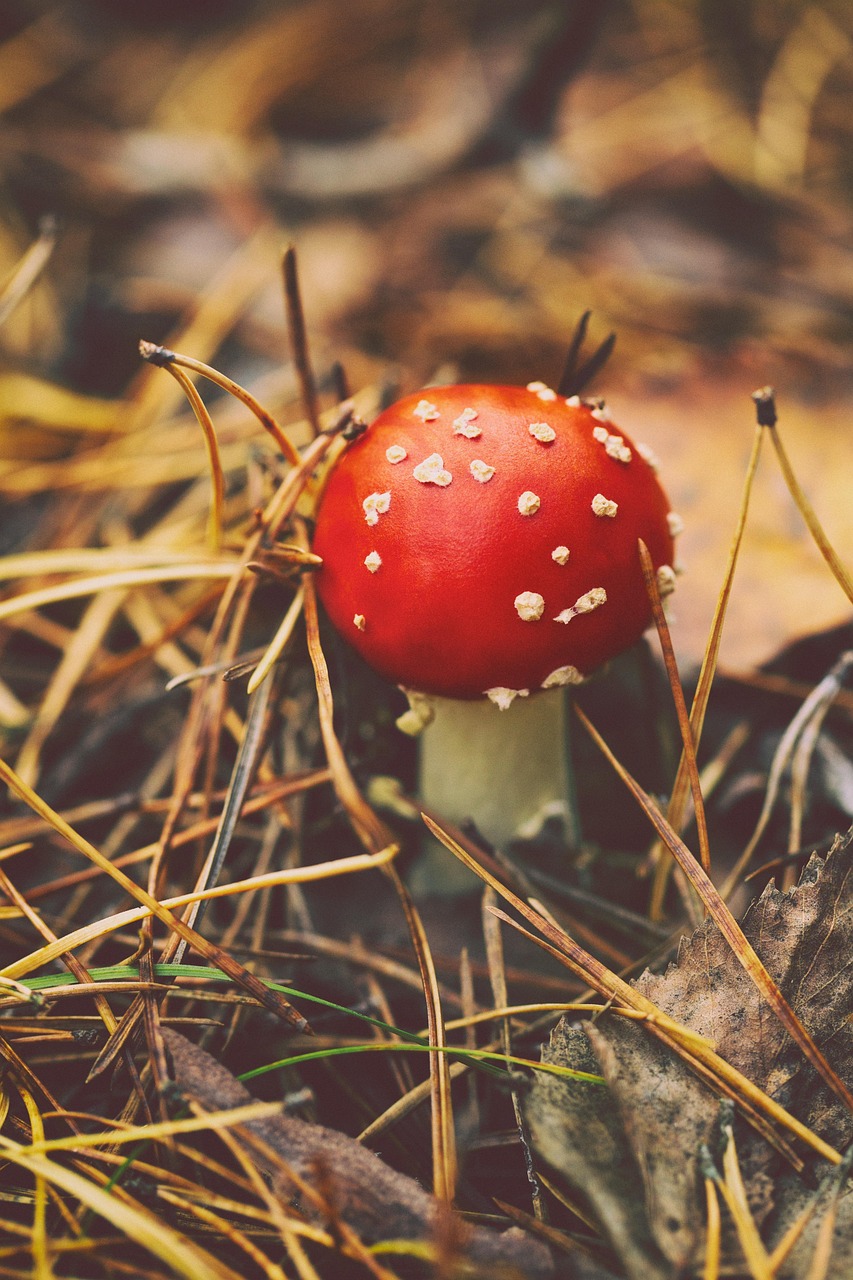 Mushroom Fly Agaric Fungus - Free photo on Pixabay - Pixabay