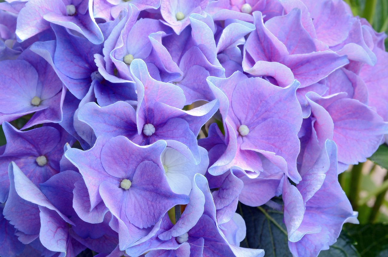 Hortensia Fleur Bloom - Photo gratuite sur Pixabay - Pixabay