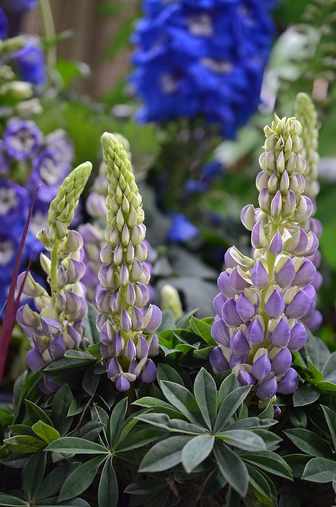 Blomster Lupiner Anlegg - Gratis foto på Pixabay - Pixabay