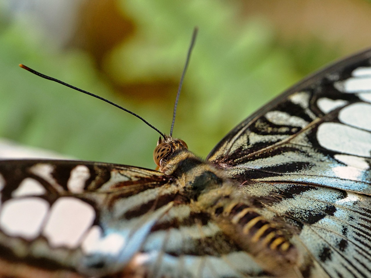 Papillon Insecte Ailé - Photo gratuite sur Pixabay - Pixabay