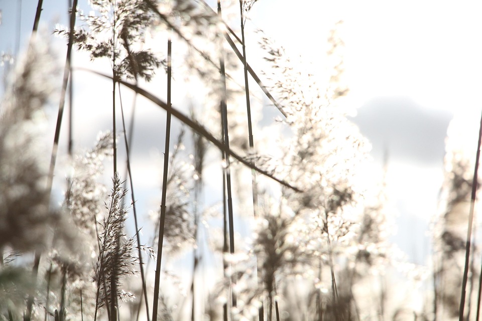 Alang-Alang Phragmites Rumput - Foto gratis di Pixabay