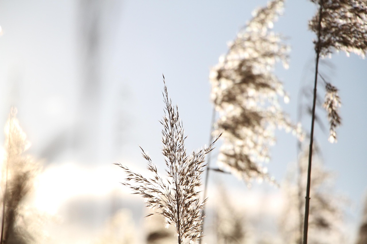 Reeds Phragmites Grasses Common - Free photo on Pixabay