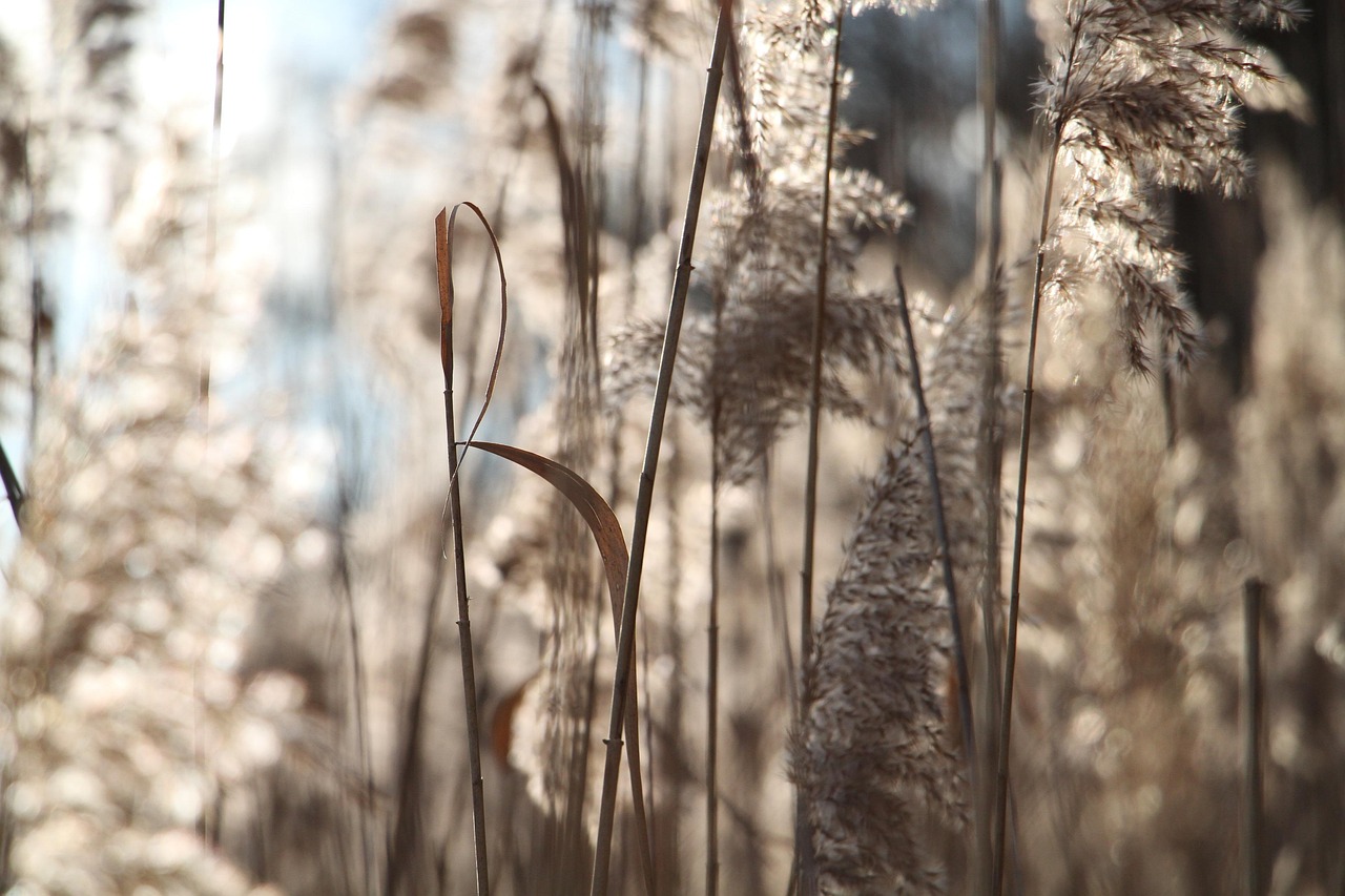Alang-Alang Phragmites Rumput - Foto gratis di Pixabay - Pixabay