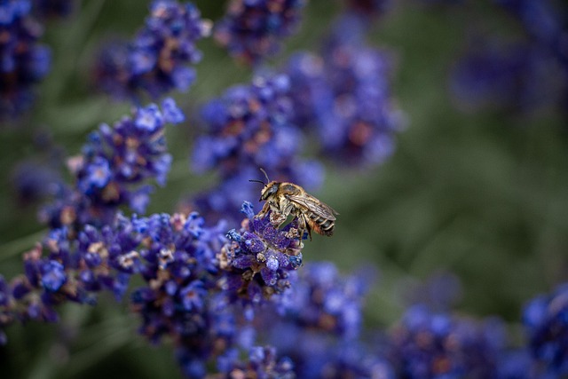 Bee Insect Pollinate - Free photo on Pixabay