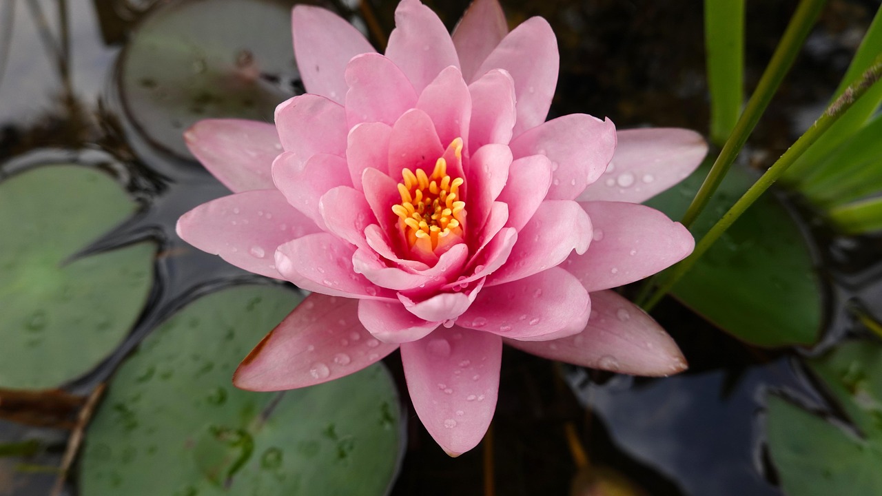 Nenúfar Flor Lago - Foto gratuita no Pixabay