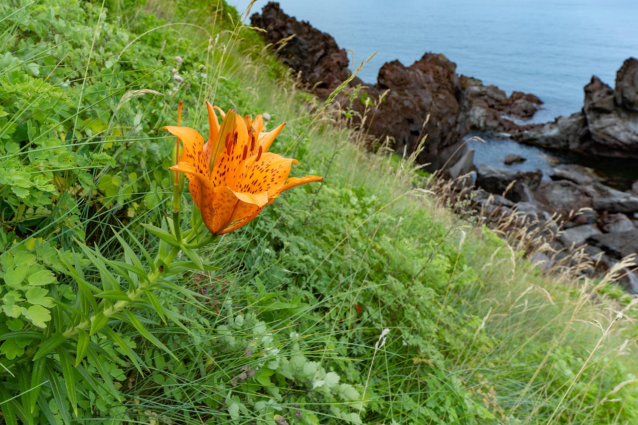 Planta Flores Lily - Foto gratis en Pixabay
