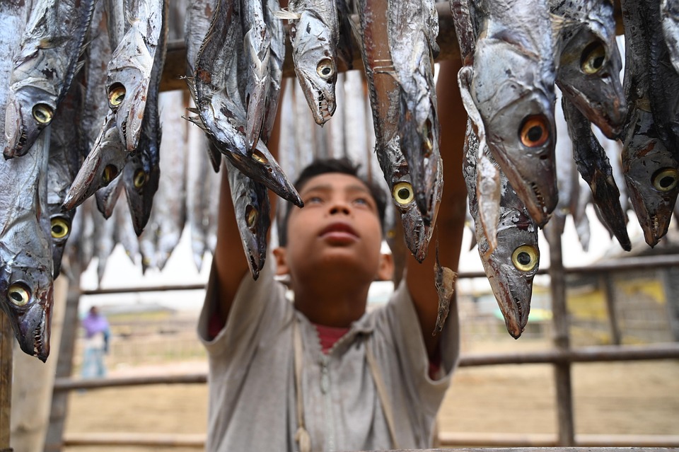 Fish Drying Worker Dried - Free photo on Pixabay - Pixabay