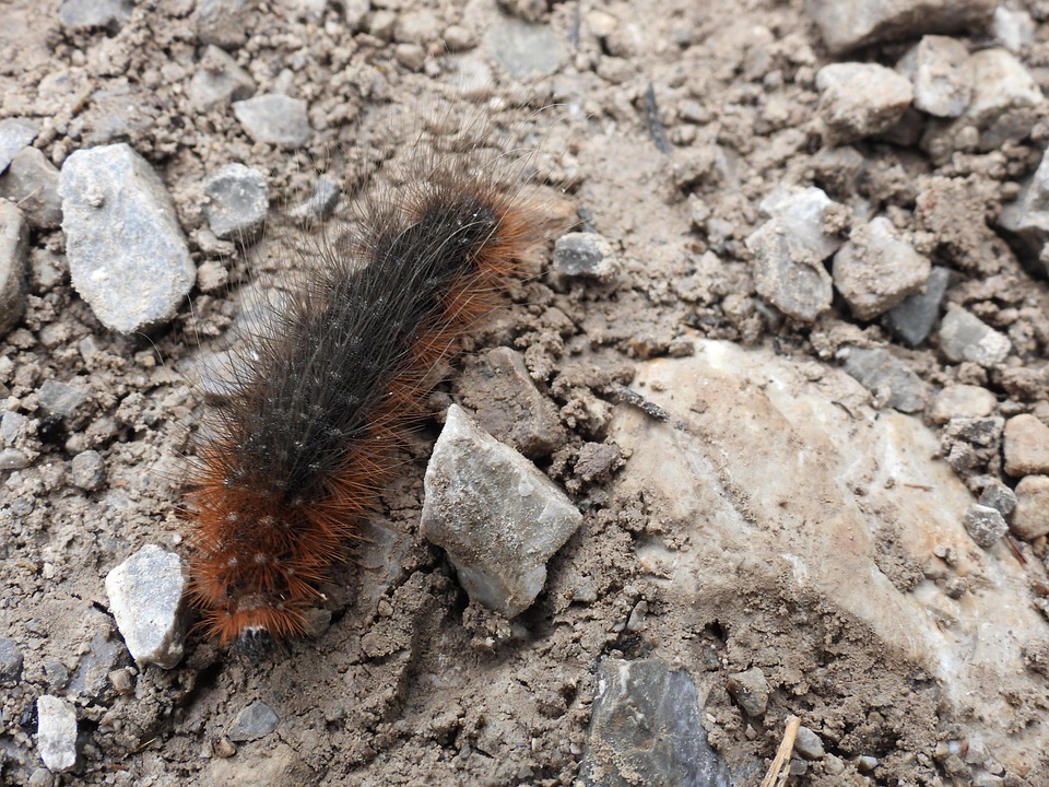Caterpillar Stone Nature - Free photo on Pixabay - Pixabay