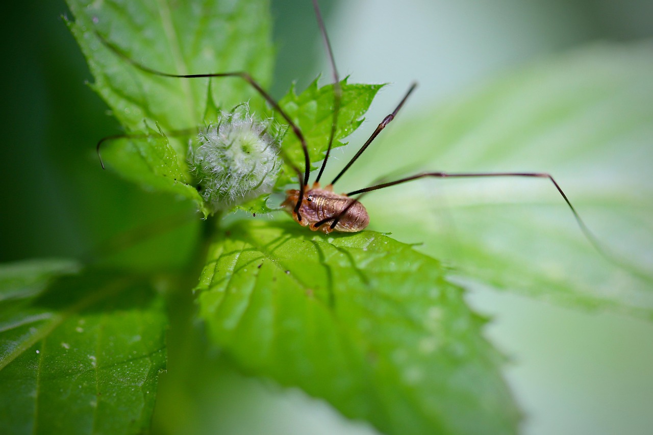 Weberknecht Spinnentier Minze - Kostenloses Foto auf Pixabay