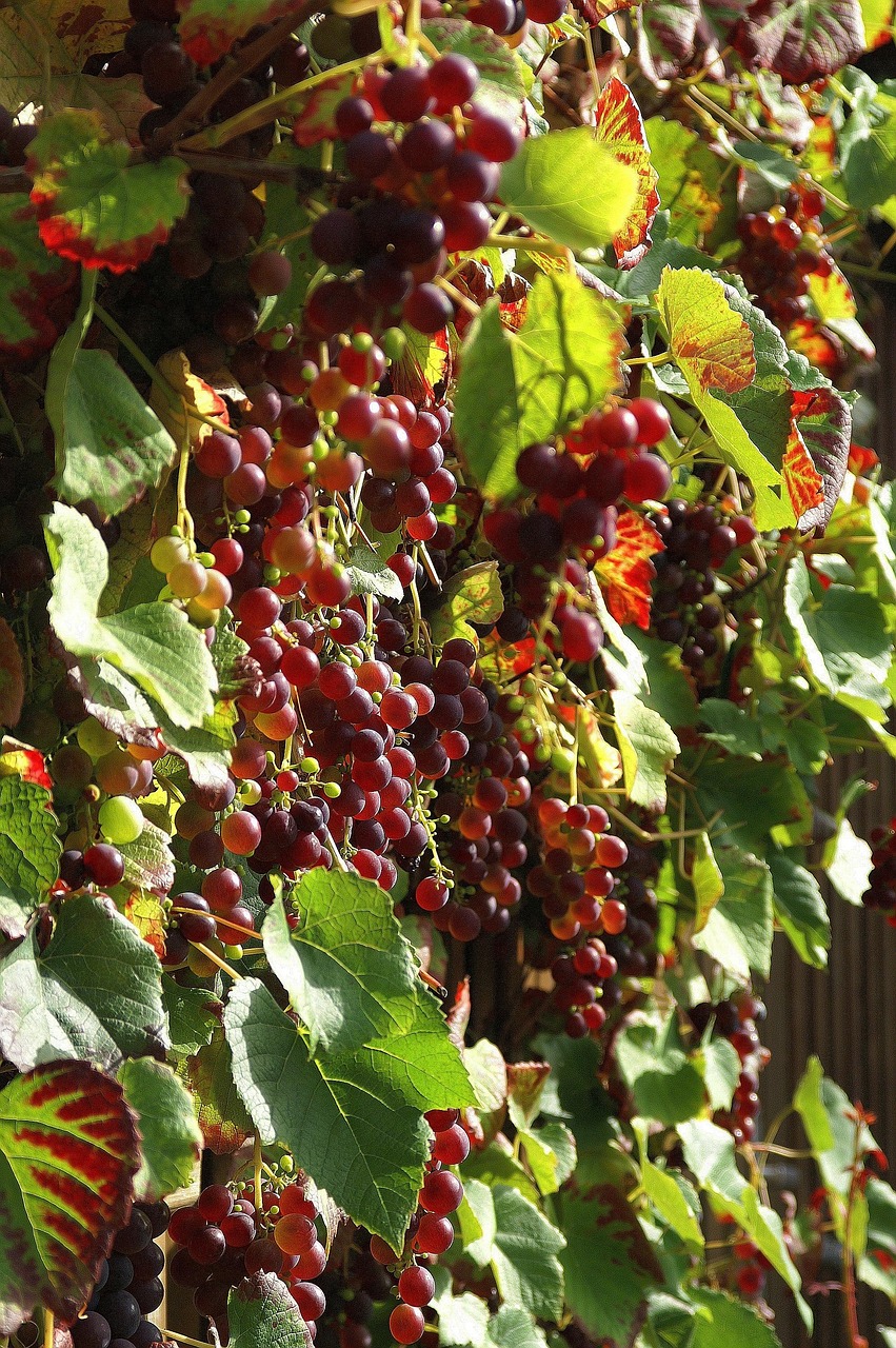Wine Grape Vine - Free photo on Pixabay - Pixabay