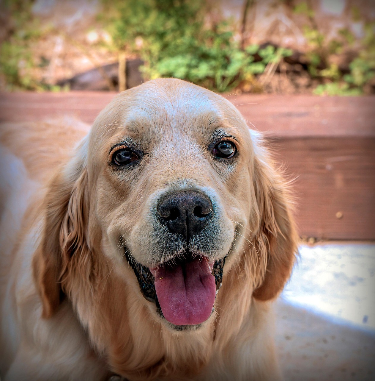 Retriever Dourado Cachorro Bicho - Foto gratuita no Pixabay - Pixabay
