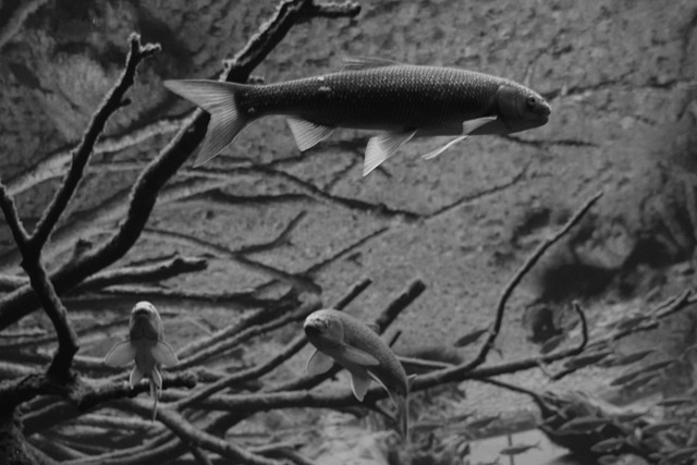 Fische Unter Wasser - Kostenloses Foto auf Pixabay - Pixabay