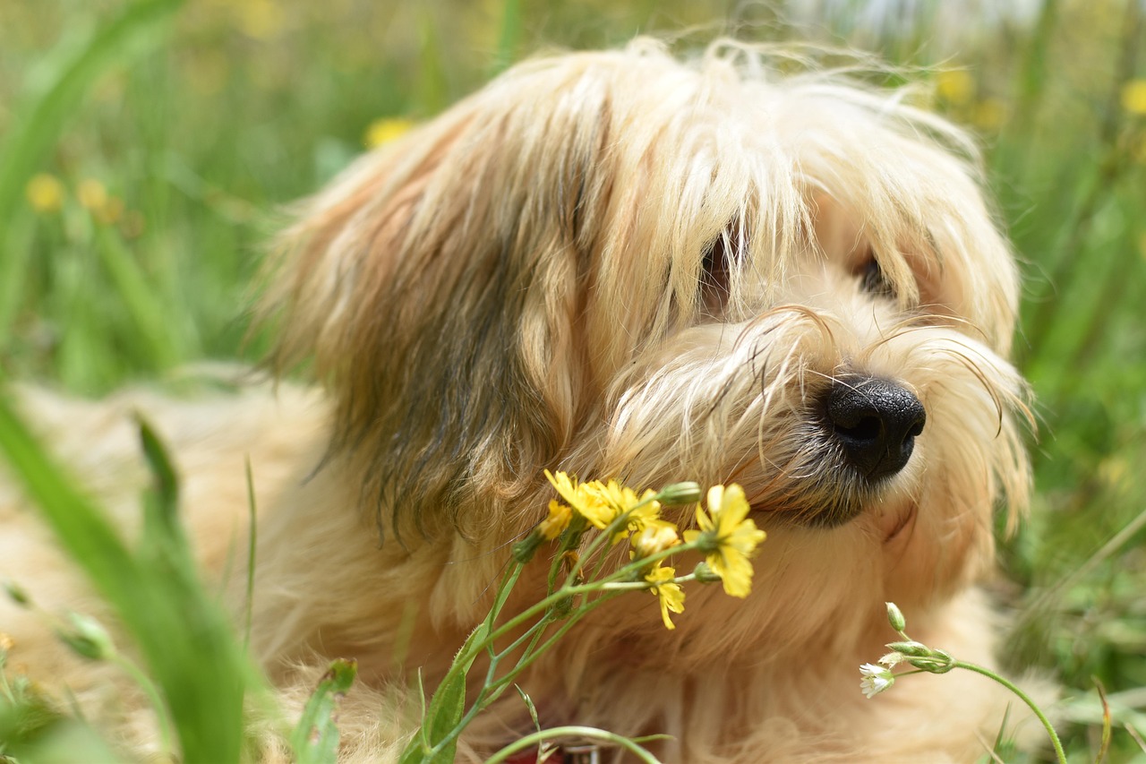 Havanese Dog Pet - Free photo on Pixabay - Pixabay