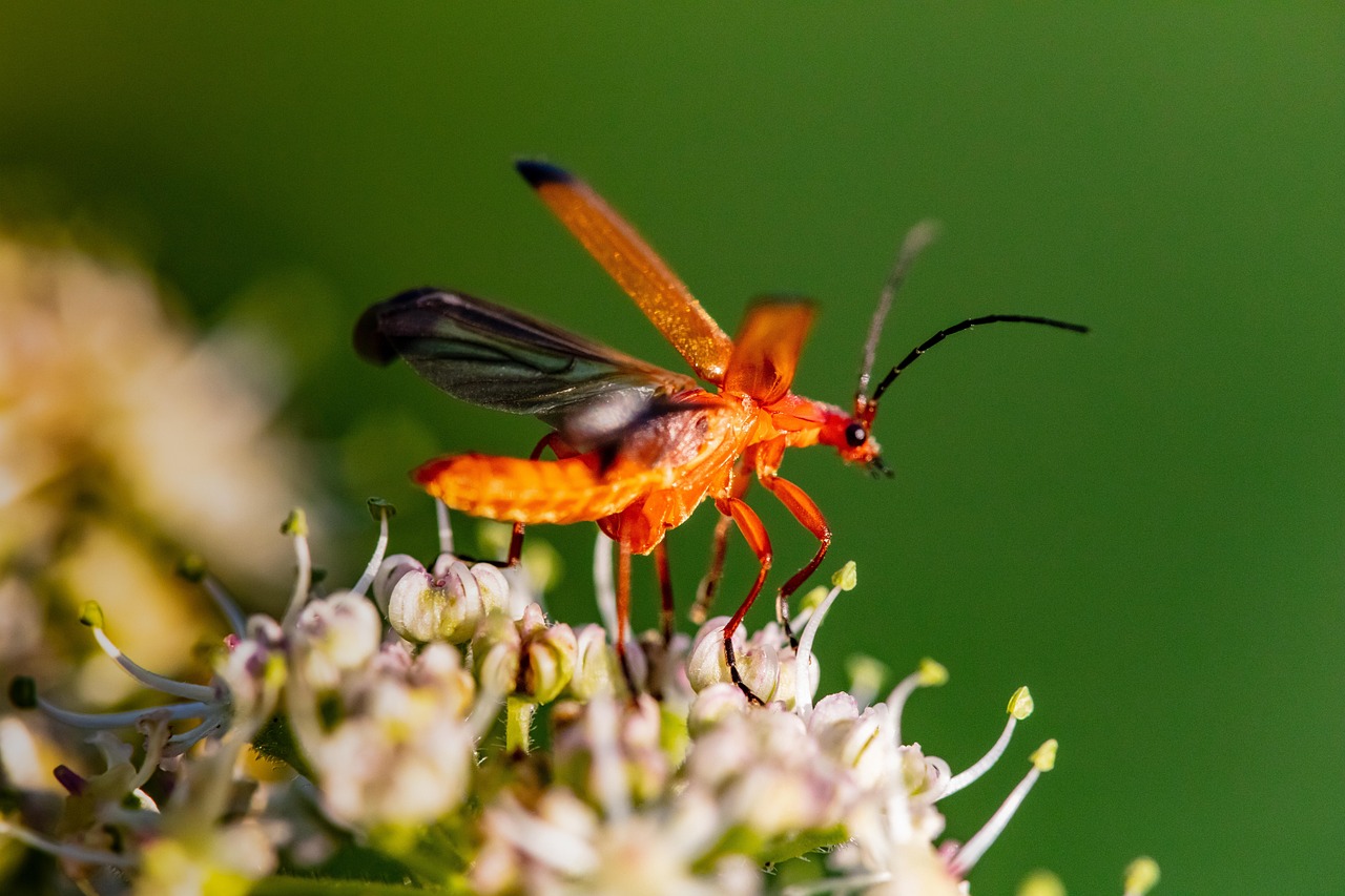 50+ Free Soldier Beetle & Nature Photos - Pixabay