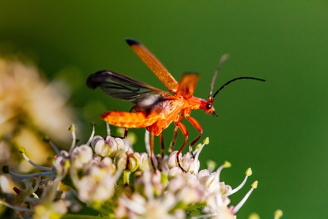 Soldier Beetle Insect - Free photo on Pixabay