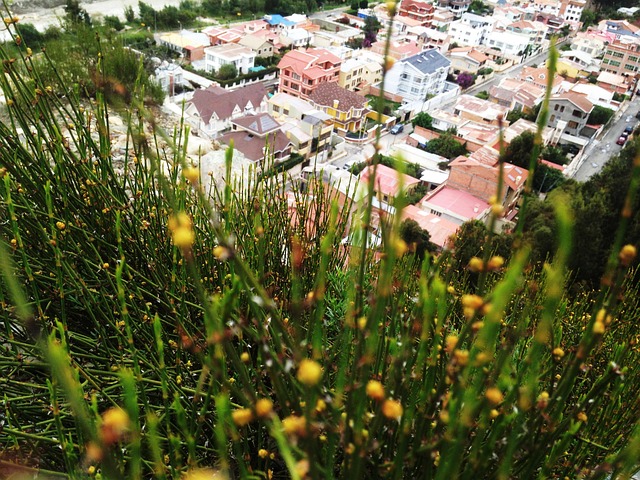 Bunga-Bunga Padang Rumput Hijau - Foto gratis di Pixabay - Pixabay