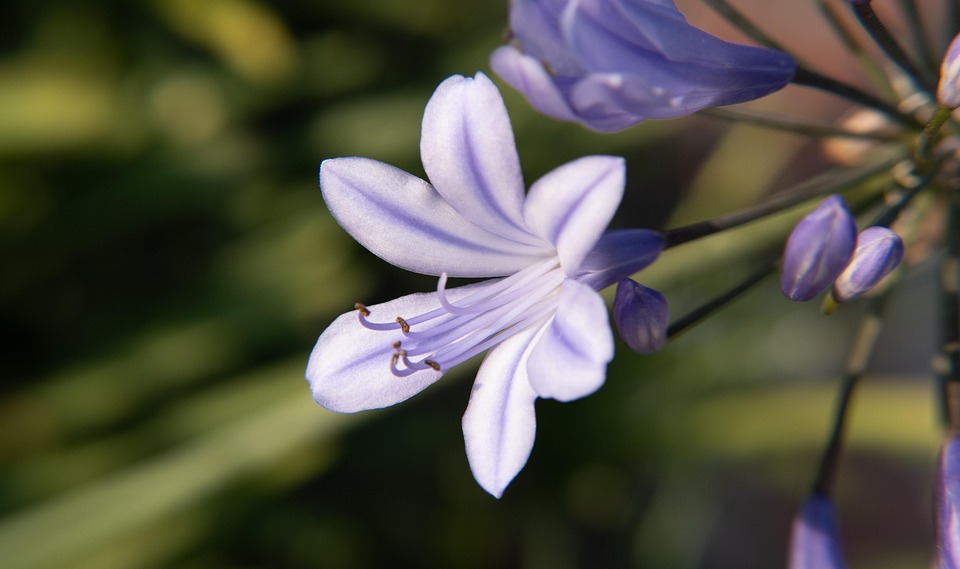 African Lily Flower Of The - Free photo on Pixabay