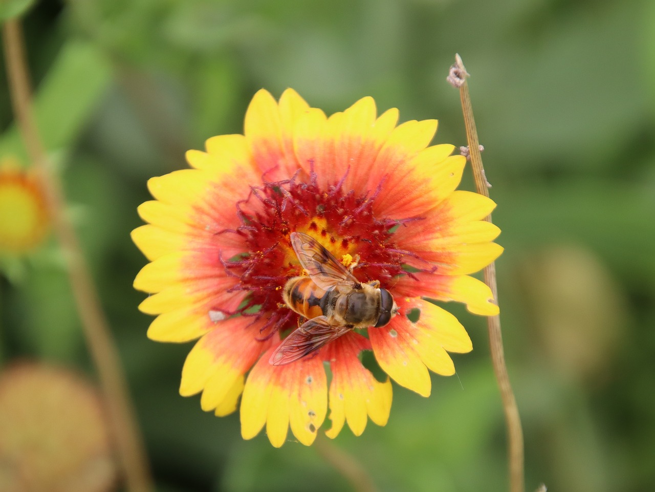 Abeille Insecte Féconder - Photo gratuite sur Pixabay - Pixabay