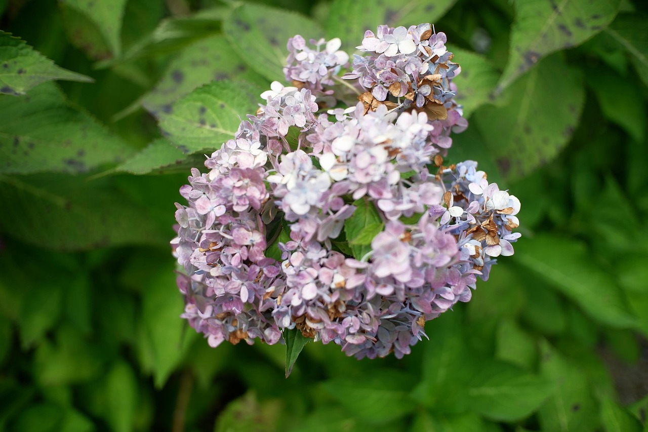 Hydrangea Bunga Ungu - Foto gratis di Pixabay - Pixabay