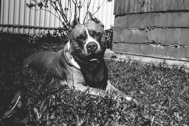 Staffordshire Terrier Dog Pet - Free photo on Pixabay