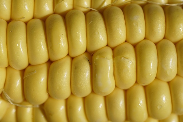Corn Food Yellow Zea - Free photo on Pixabay