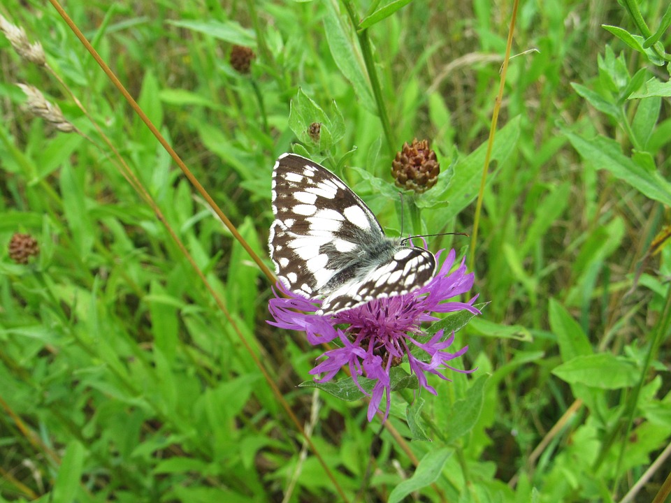 Butterfly Checkerboard Chess Board - Free photo on Pixabay - Pixabay
