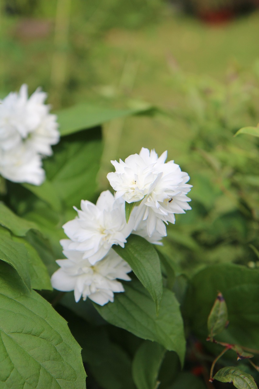 Flowers White Leaves - Free photo on Pixabay - Pixabay