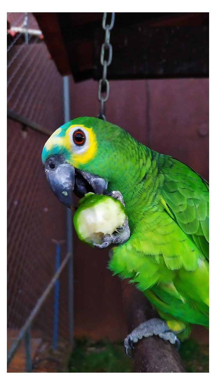 Brasil Papagaio Natureza - Foto gratuita no Pixabay - Pixabay