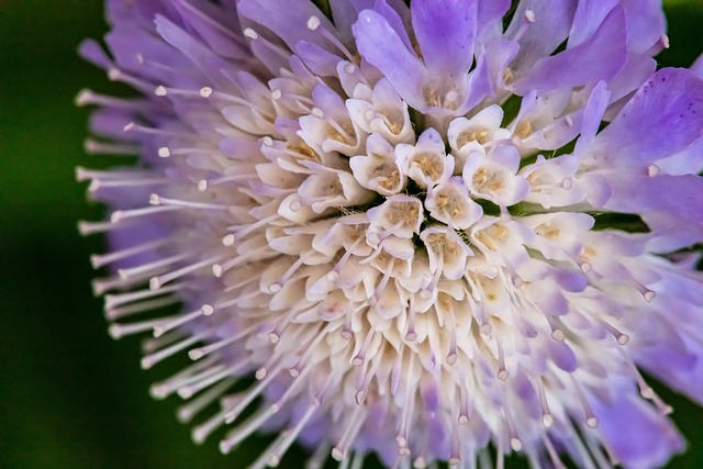 Flor De Acerico Planta - Foto gratis en Pixabay - Pixabay