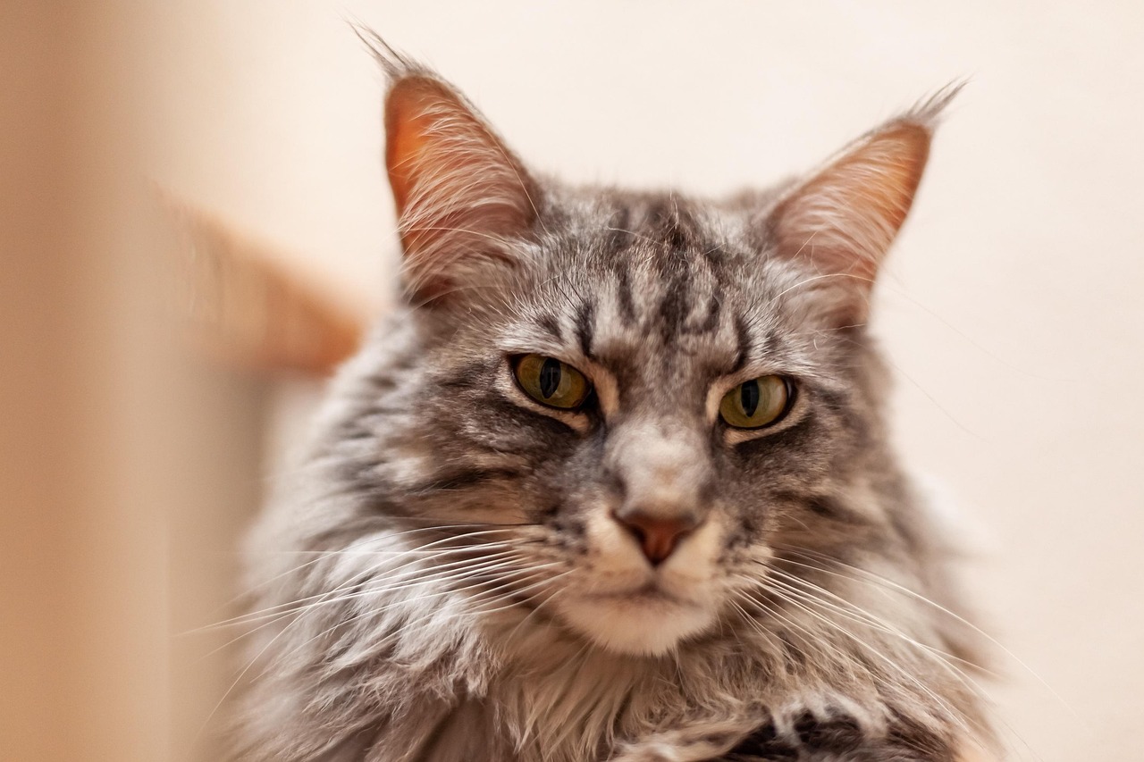 Maine Coon Gato Mascota Foto Gratis En Pixabay Pixabay