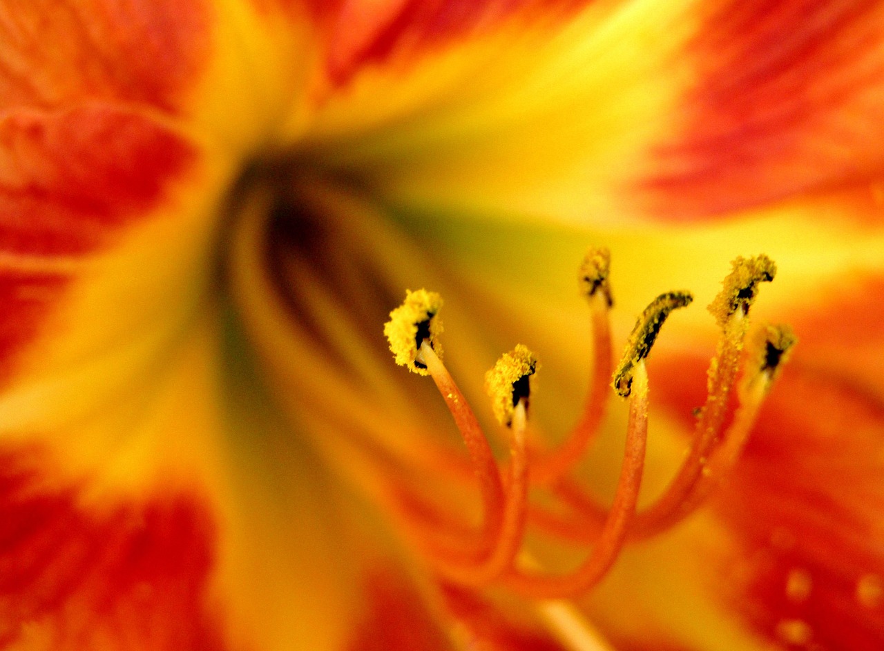 Bunga Bakung Kuning Jeruk - Foto gratis di Pixabay - Pixabay