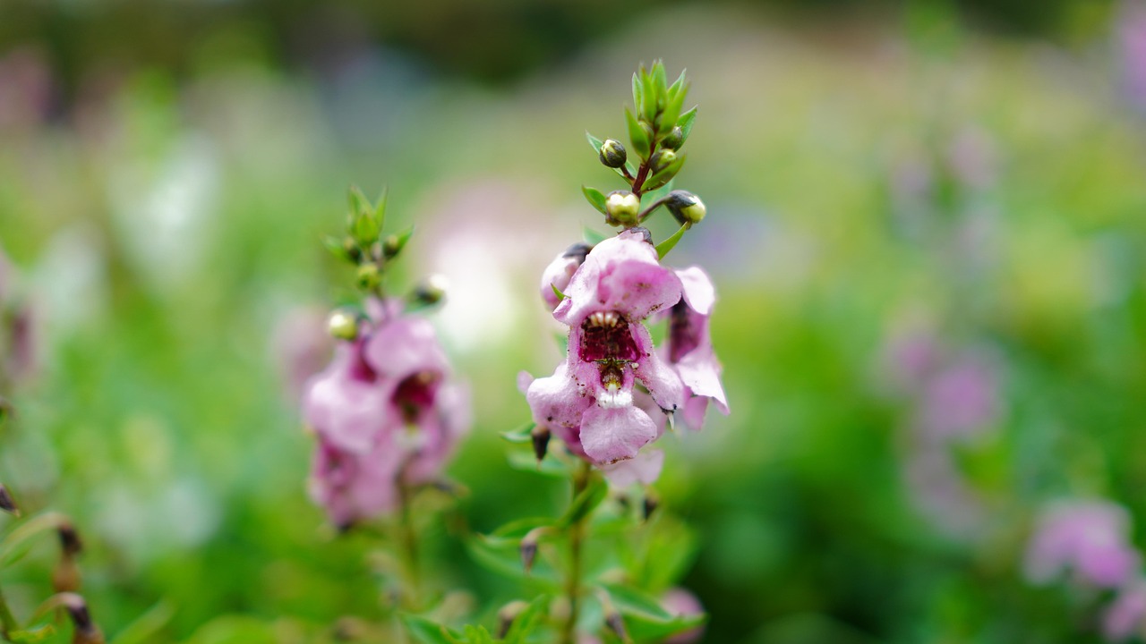5+ Free Angelonia & Angelonia Angustifolia Photos - Pixabay