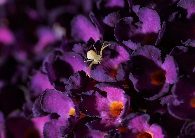 Crab Spider Flowers Free Photo On Pixabay Pixabay