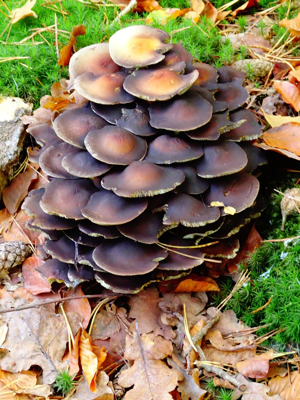 Svamp Natur Falla - Gratis foto på Pixabay - Pixabay
