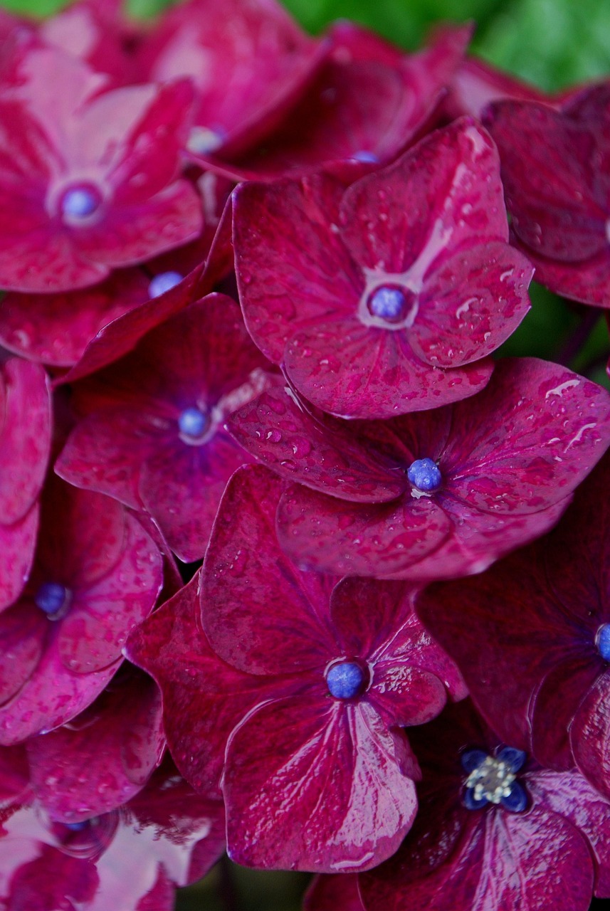 Hydrangea Bunga Embun Titik - Foto gratis di Pixabay - Pixabay