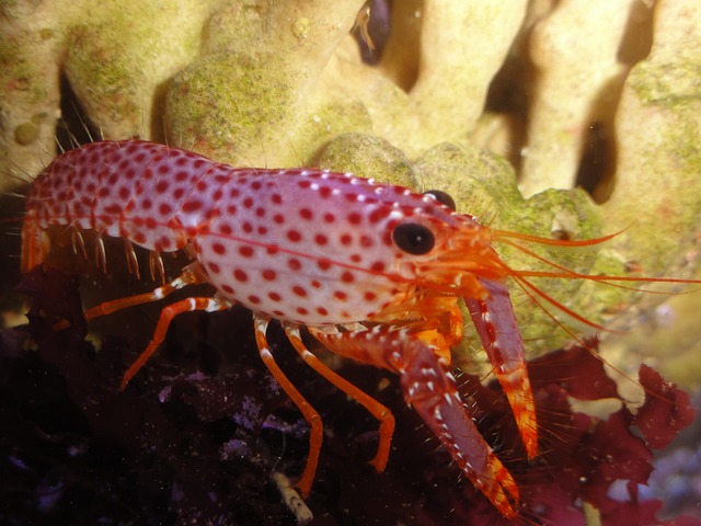Blauer Kuhfisch