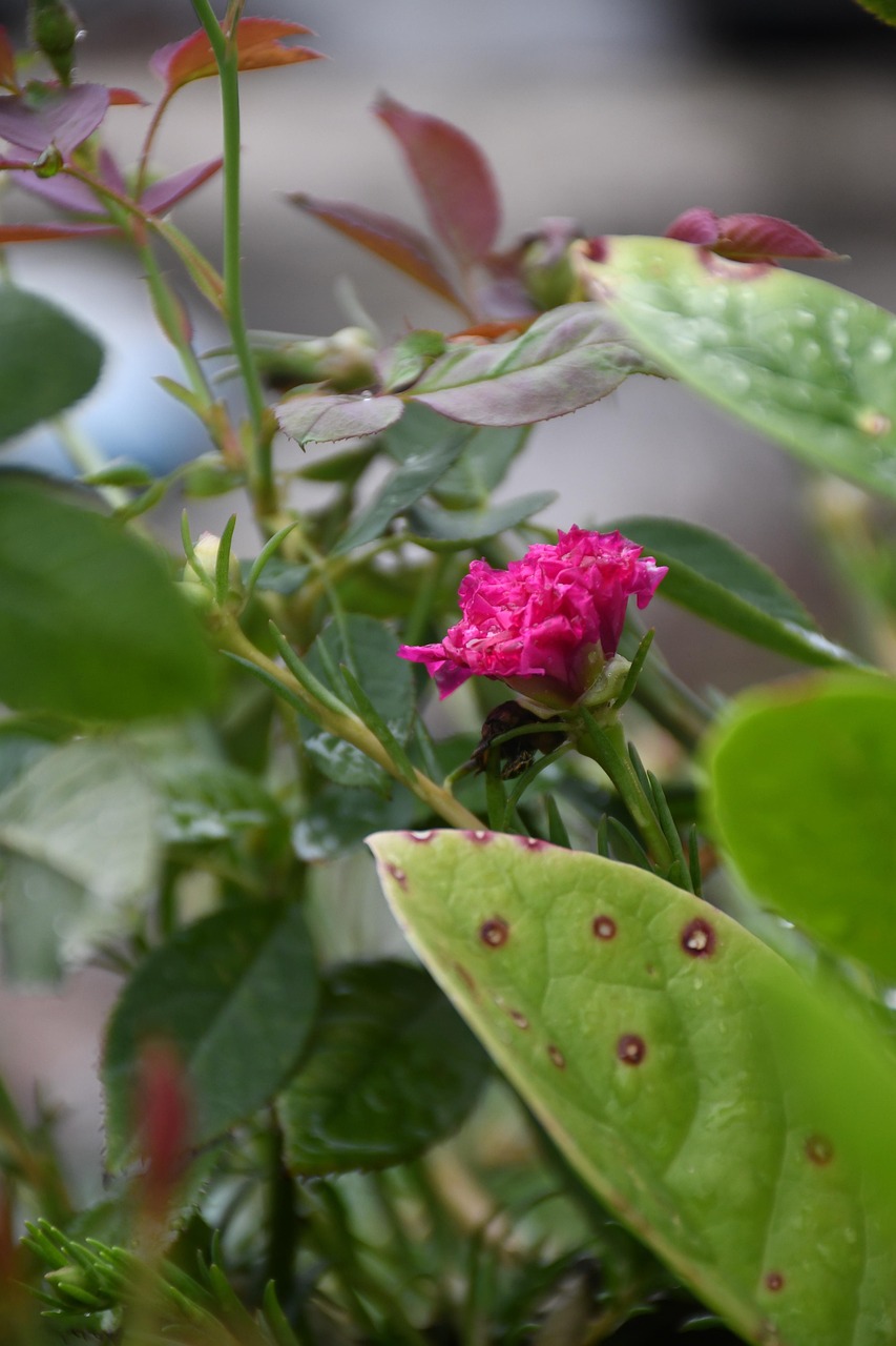 Bunga Daun Musim Semi - Foto gratis di Pixabay - Pixabay